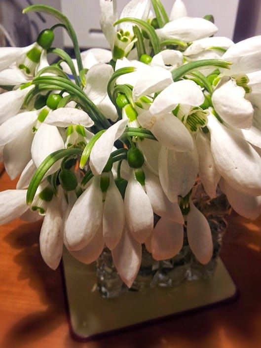 The First Snowdrops this year - DeyanaDeco.com